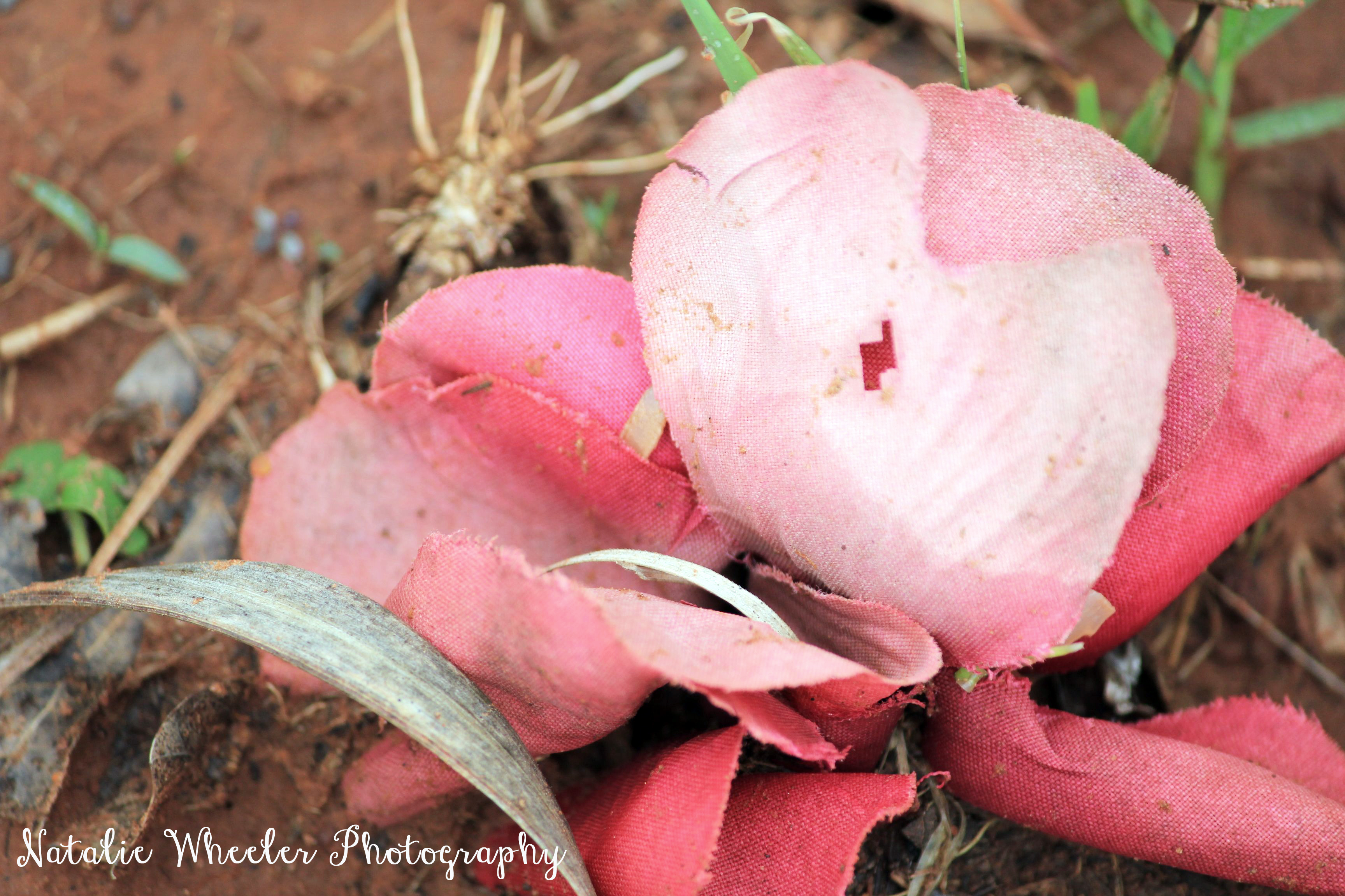 The Forgotten Flowers | Natalie Wheeler Photography