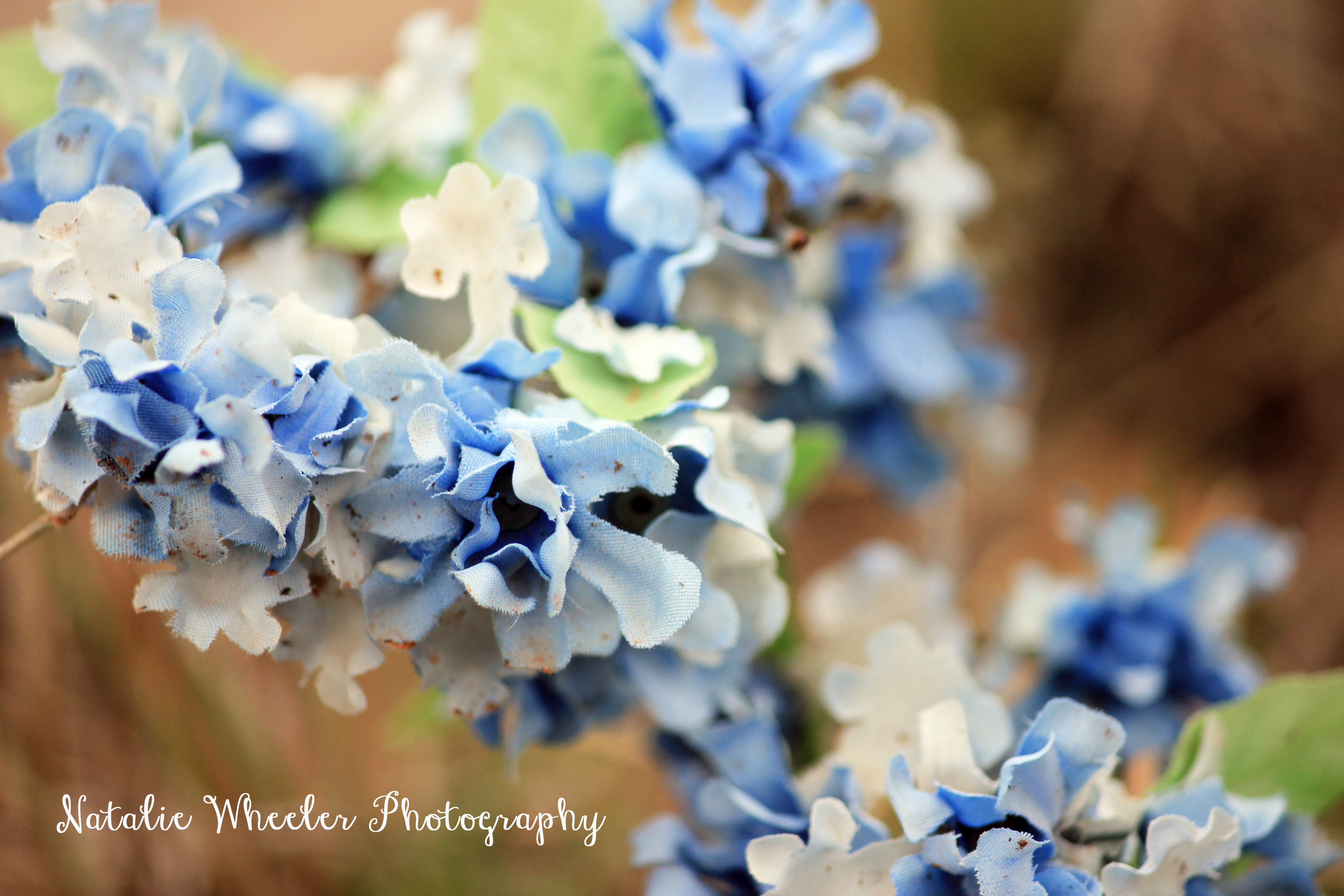 The Forgotten Flowers | Natalie Wheeler Photography