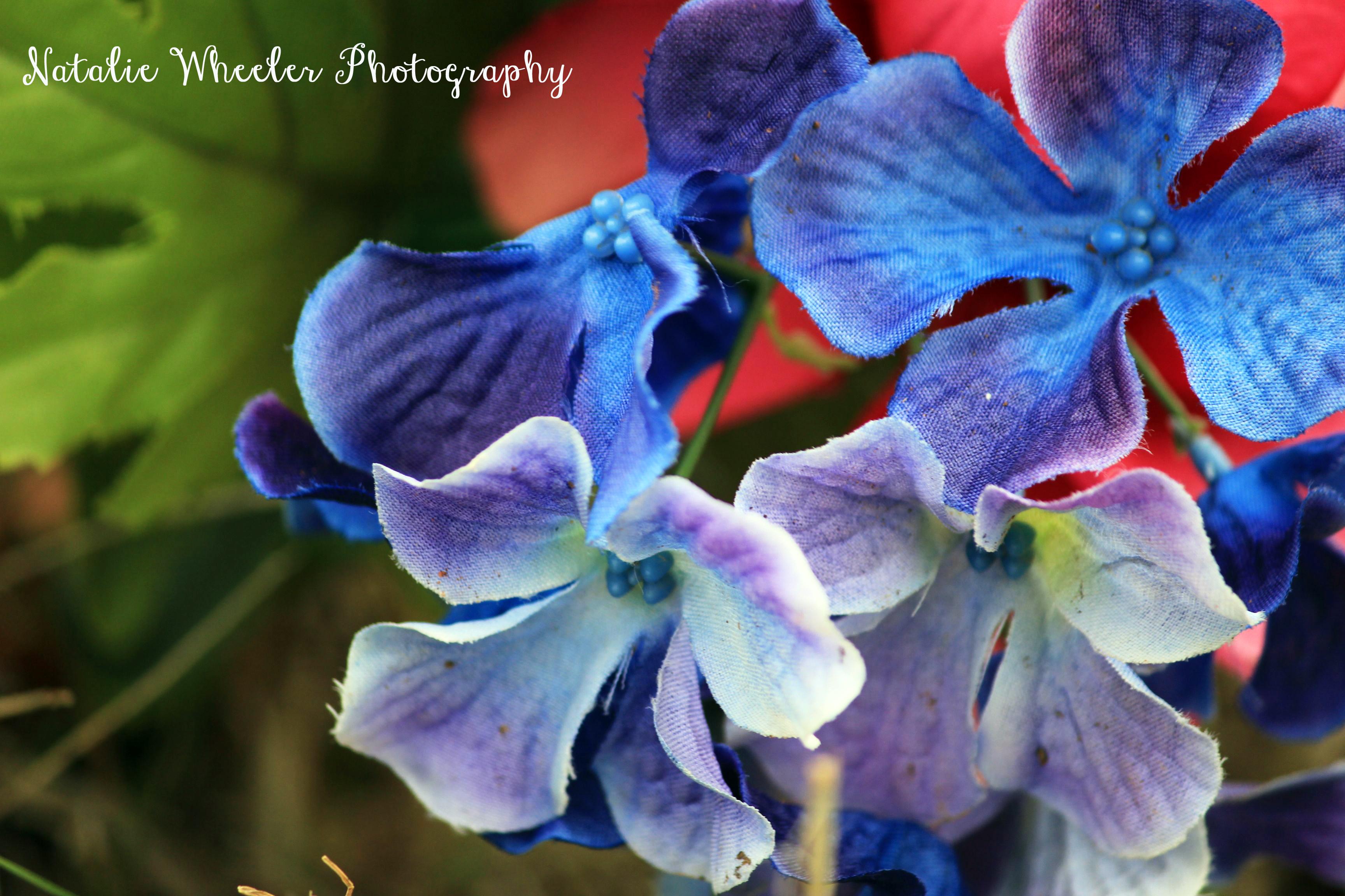 The Forgotten Flowers | Natalie Wheeler Photography